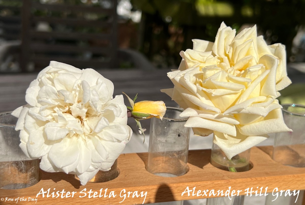 Father and son – Rose of the Day