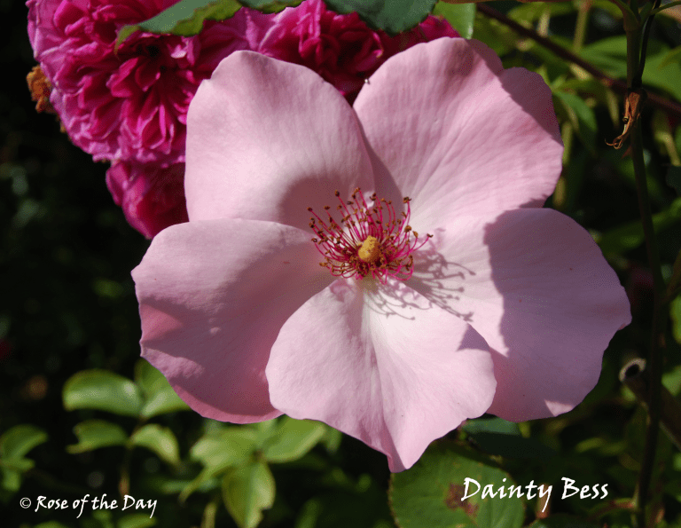 ‘Dainty Bess’ and her creator – Rose of the Day