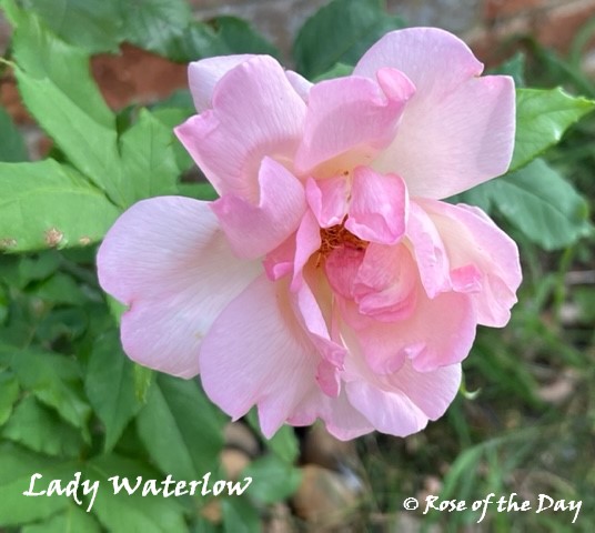 The ravishing ‘Lady Waterlow’ – Rose of the Day