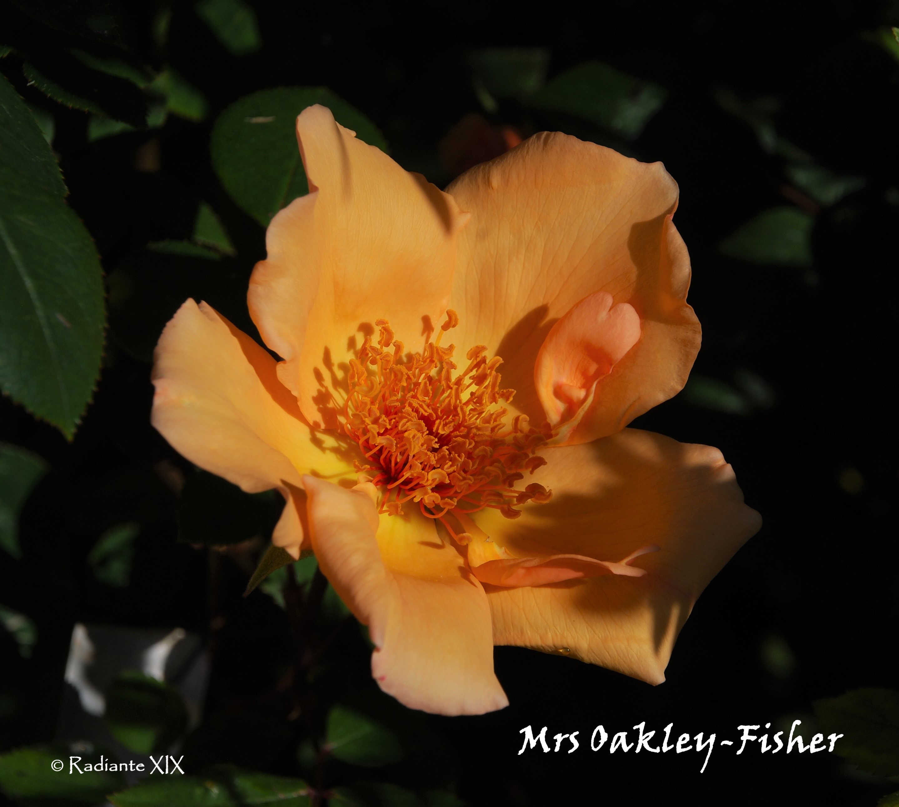 Florence Oakley Fisher and her rose – Rose of the Day
