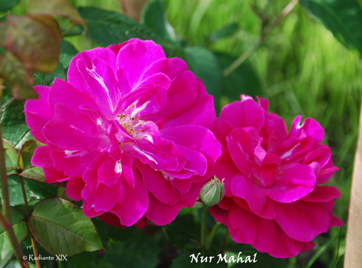 The hot pink ‘Nur Mahál’ – Rose of the Day