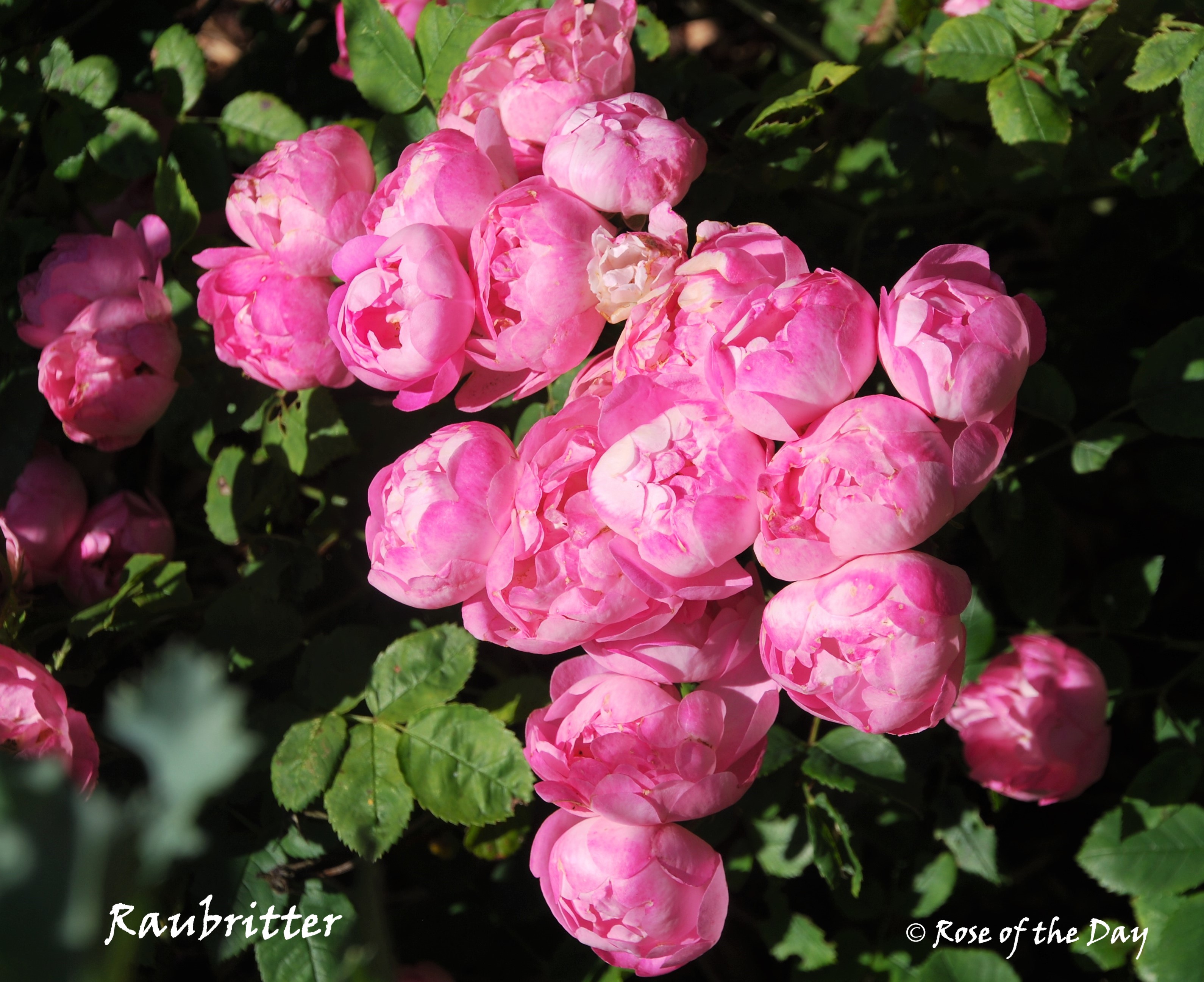 The sprawling ‘Raubritter’ – Rose of the Day