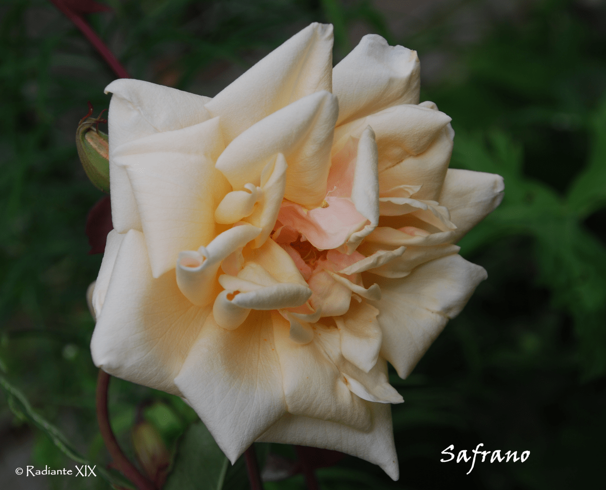 An early Tea rose – ‘Safrano’ – Rose of the Day